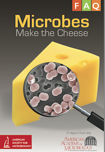Microbes Make the Cheese | Extension News and Publications