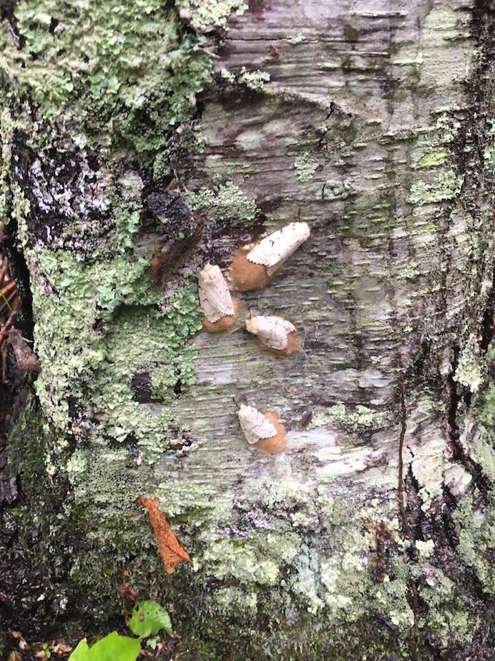 Understanding Gypsy Moth Outbreaks | Extension News and Publications