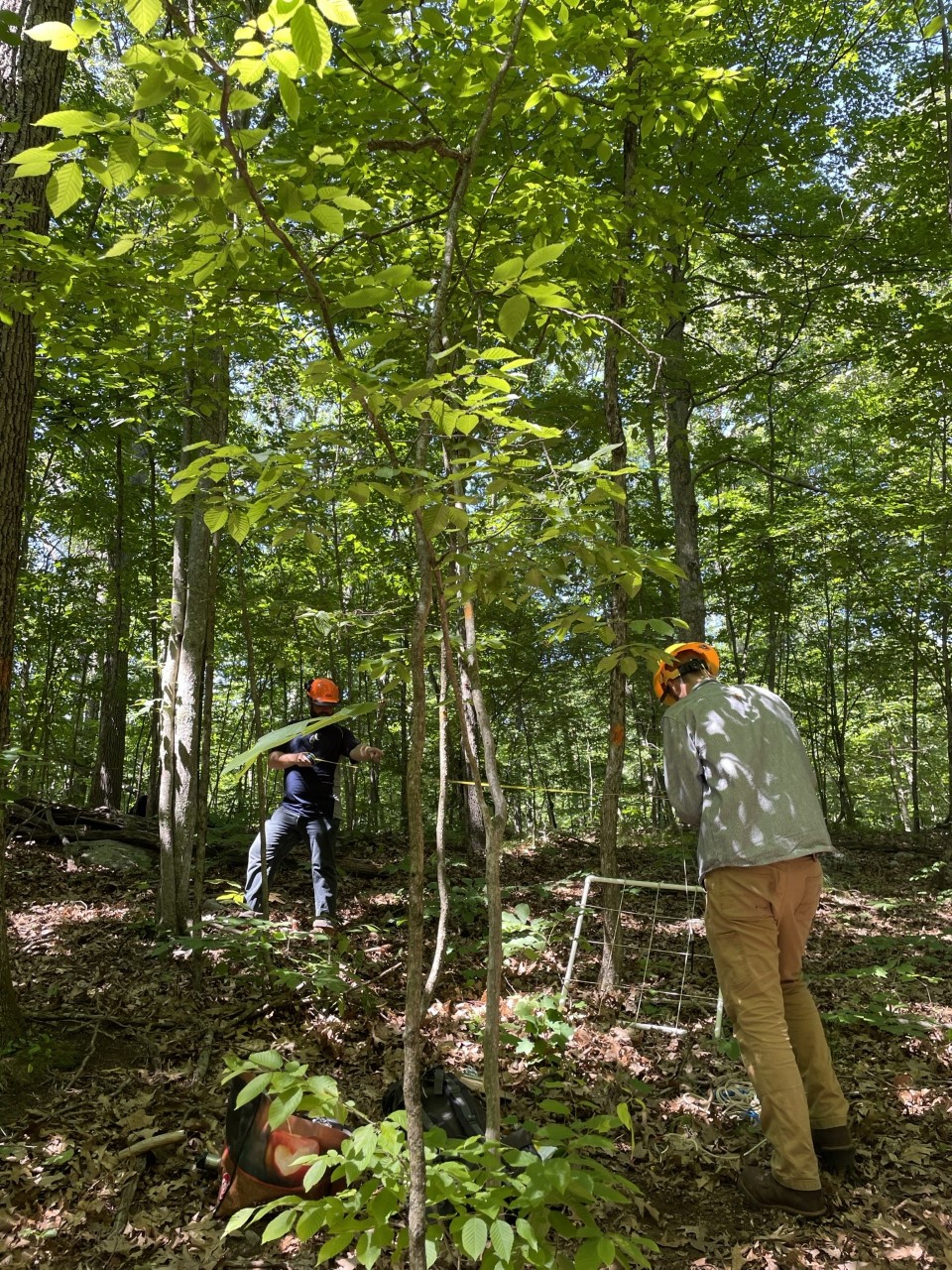 Forest Silviculture Research and Extension in Action | Extension News ...