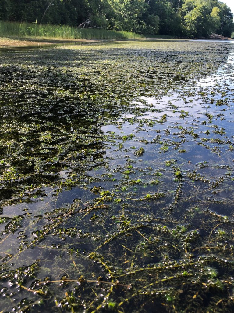 Invasive Plant Factsheet: Hydrilla, water thyme | UConn Extension
